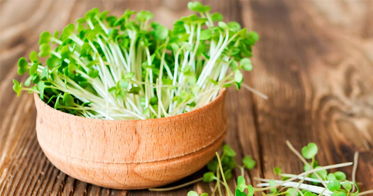 10 germinados que debes incorporar a tus menús
