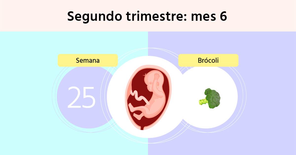 Semana 25 de embarazo: tamaño y peso del bebé y síntomas en la madre