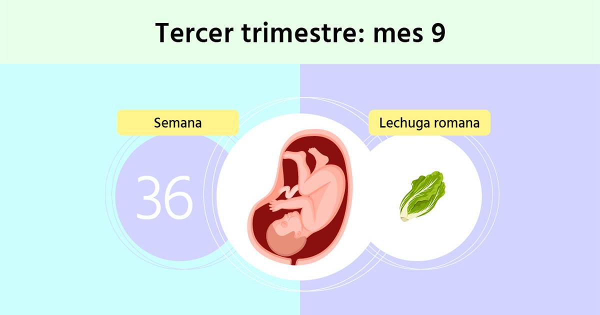 Semana 36 de embarazo: ¿ya conoces las señales del parto?
