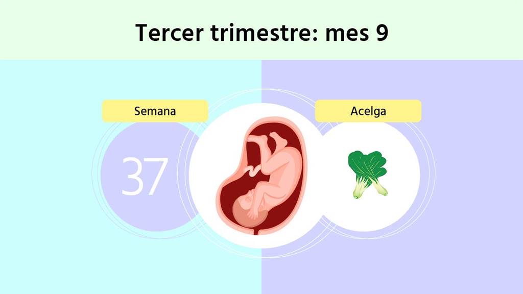 Semana 37 de embarazo: atenta a los síntomas de parto