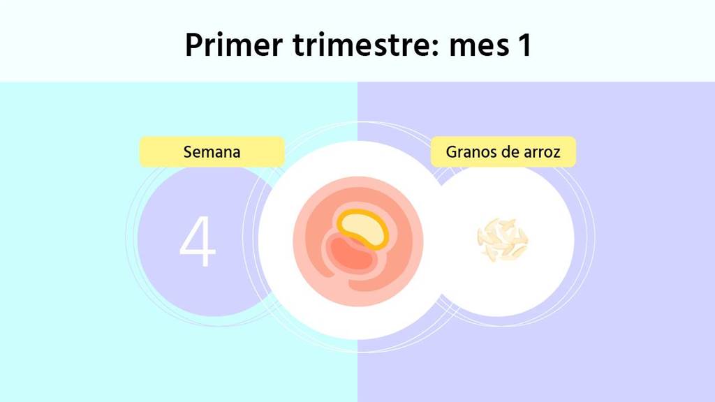 Semana 4 de embarazo: ¿cuándo hay que ir al ginecólogo?