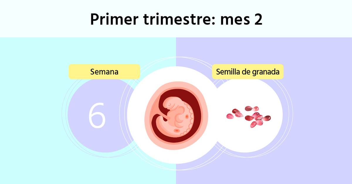 Semana 6 de embarazo: cuál es el tamaño del embrión y las primeras pruebas