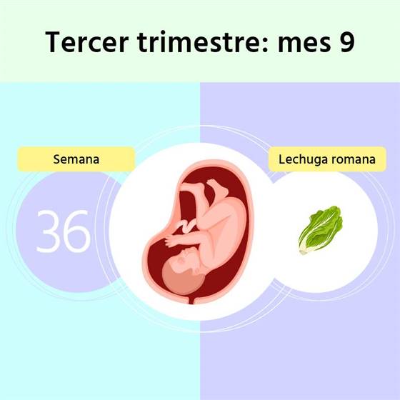 Semanas de embarazo