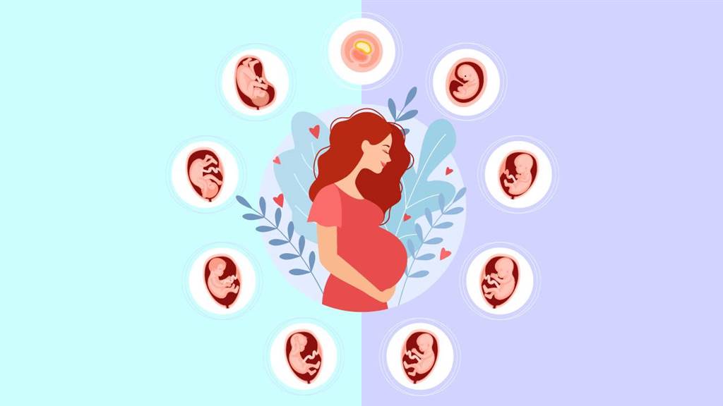 El calendario de embarazo semana a semana