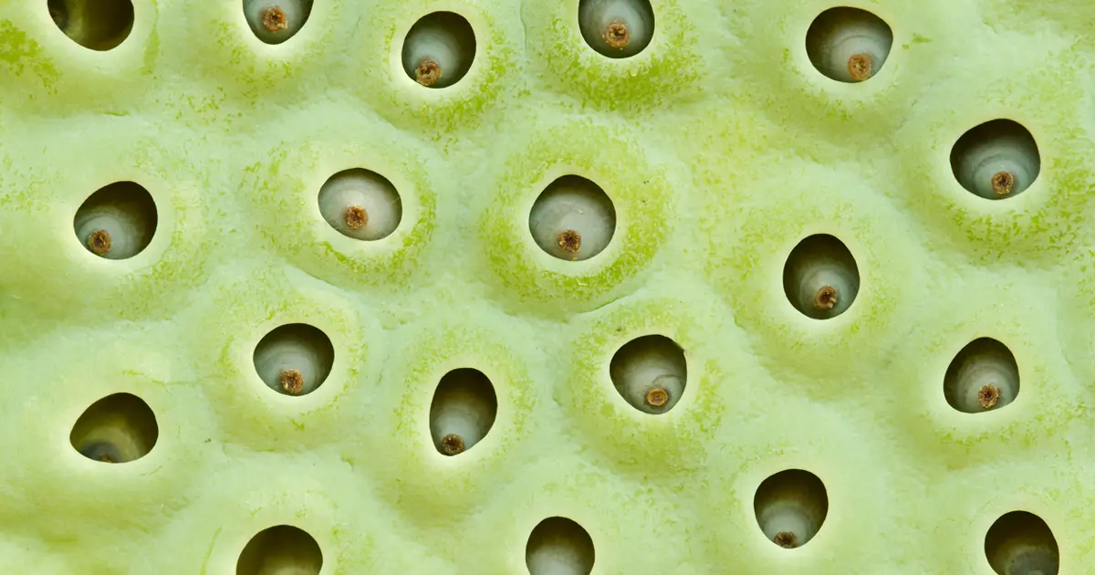 Qué es la tripofobia, el miedo que sufre una de cada cinco personas en ...