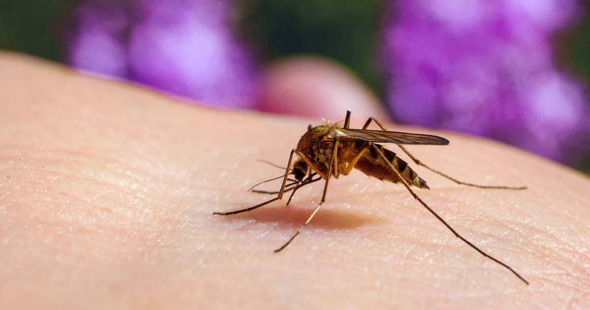 Guía para identificar los tipos de picaduras de insectos este verano