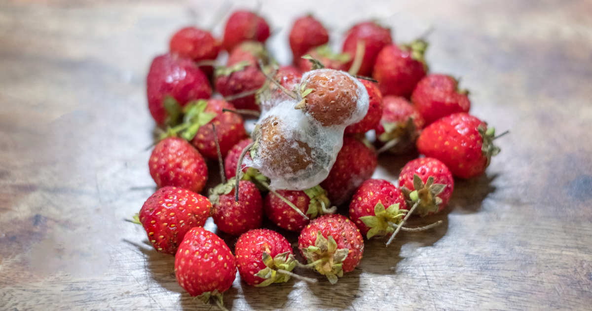 ¿Es malo comer fruta con moho? Expertos en alimentación nos explican ...