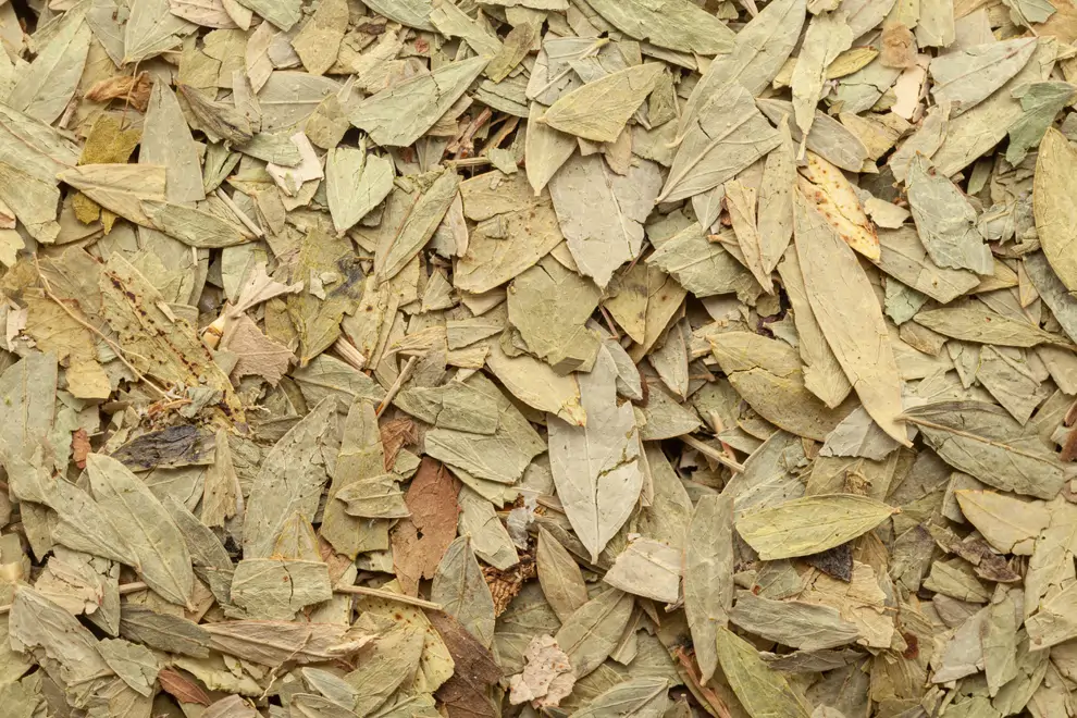 Descubre el sen: el laxante natural para ir al baño en 30 segundos